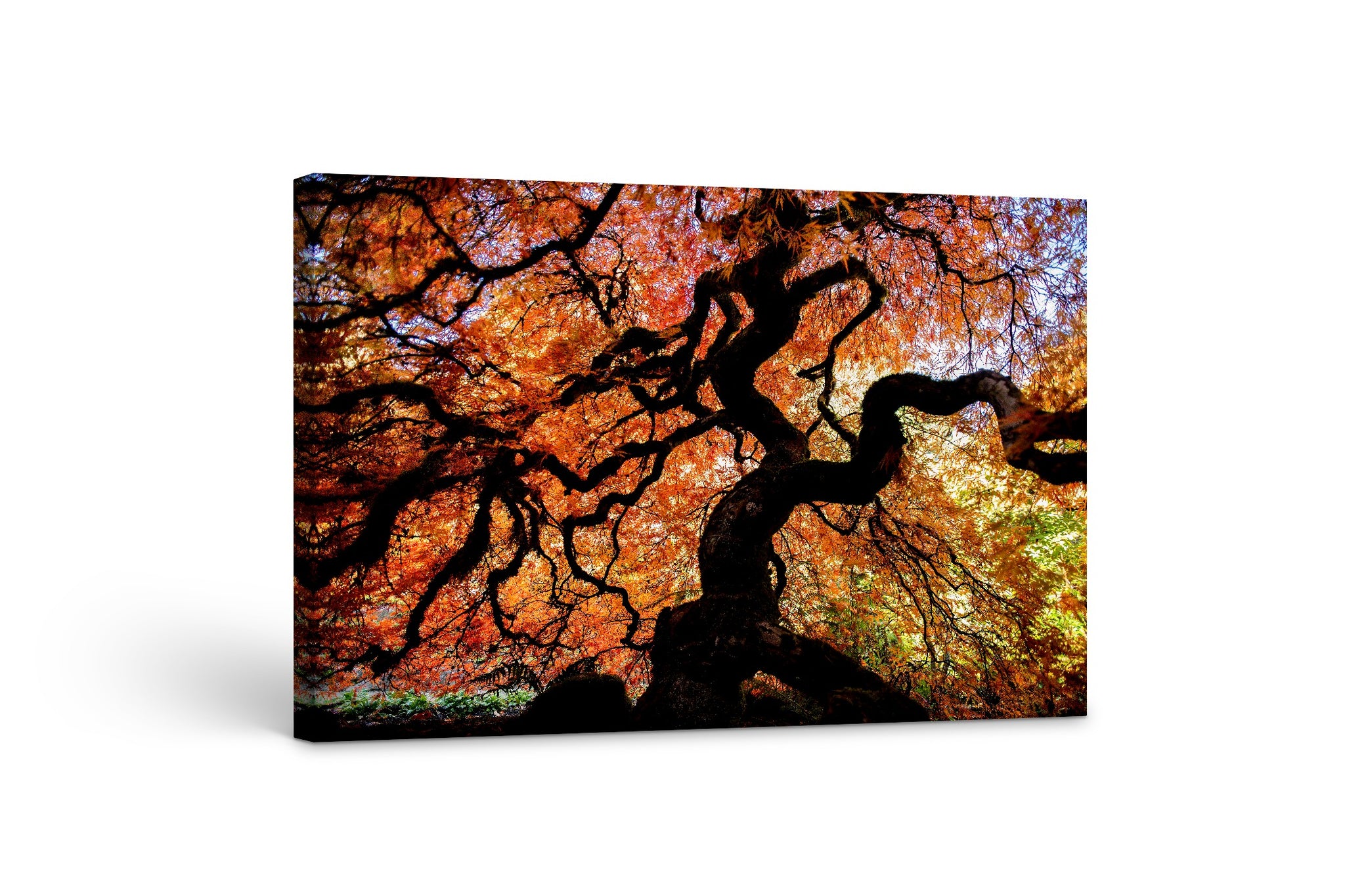 Dancing Maple 24x36"